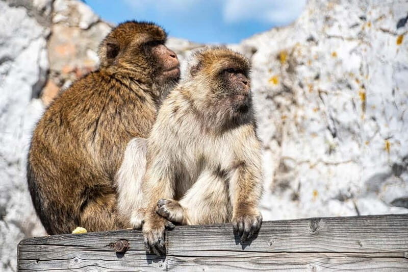 From Málaga: Gibraltar Day Trip - Key Points