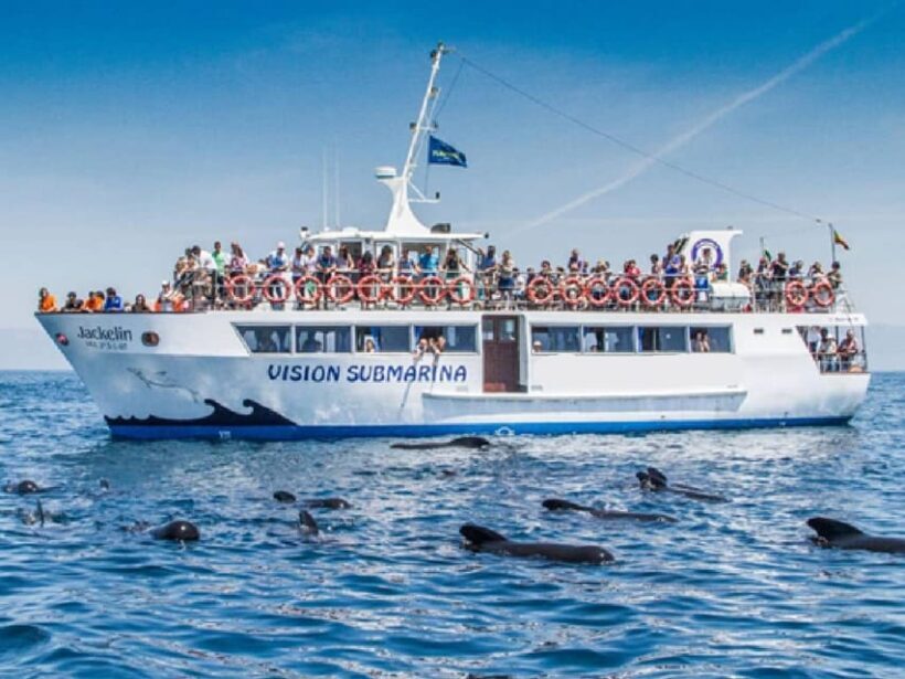 From Malaga: Guided tour in Tarifa with whale-watching and dolphin watching - Key Points