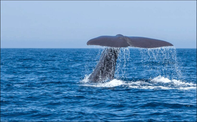 From Malaga: Guided tour in Tarifa with whale-watching and dolphin watching - What’s Included and What’s Not