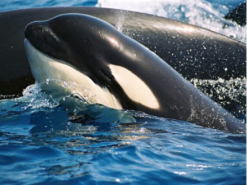 From Malaga: Guided tour in Tarifa with whale-watching and dolphin watching - The Boat & Sustainability