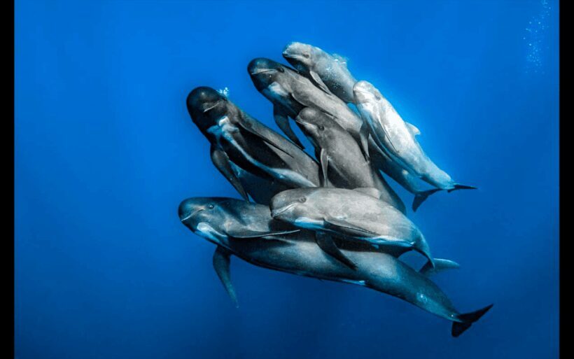 From Malaga: Guided tour in Tarifa with whale-watching and dolphin watching - Who Will Love This Tour?