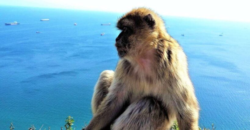 From Málaga or Marbella: Private Gibraltar Tour - Authentic Experiences and What Travelers Say