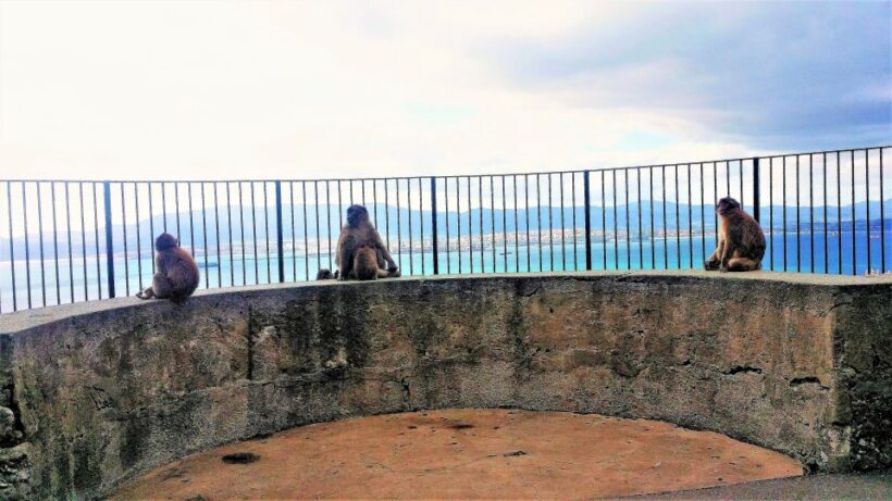 From Málaga or Marbella: Private Gibraltar Tour - The Sum Up