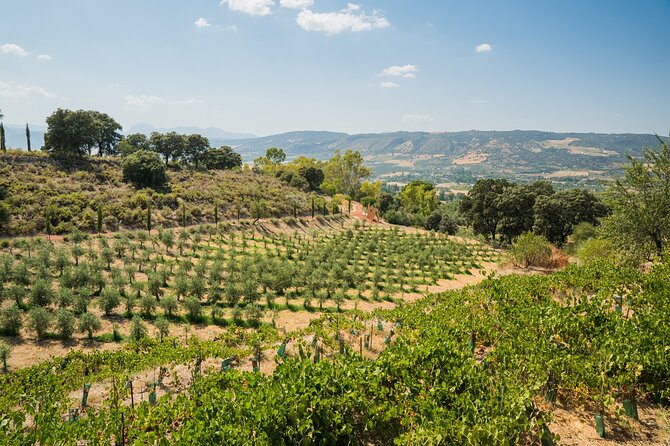 From Malaga: Ronda, Wine & Olive Oil Tasting Premium Small Group - Exploring Ronda, Wineries, and Olive Oil Tastings