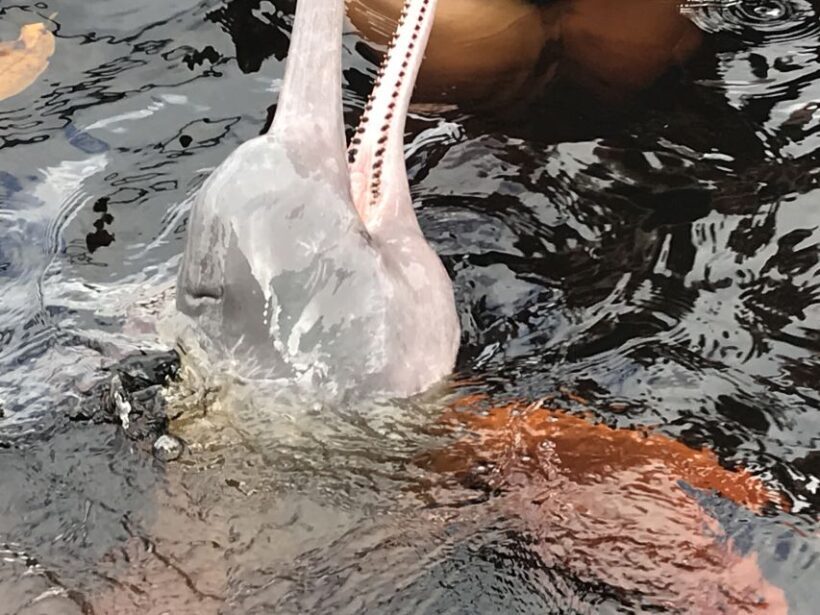 From Manaus: One-Day Amazon Jungle Experience - Key Points