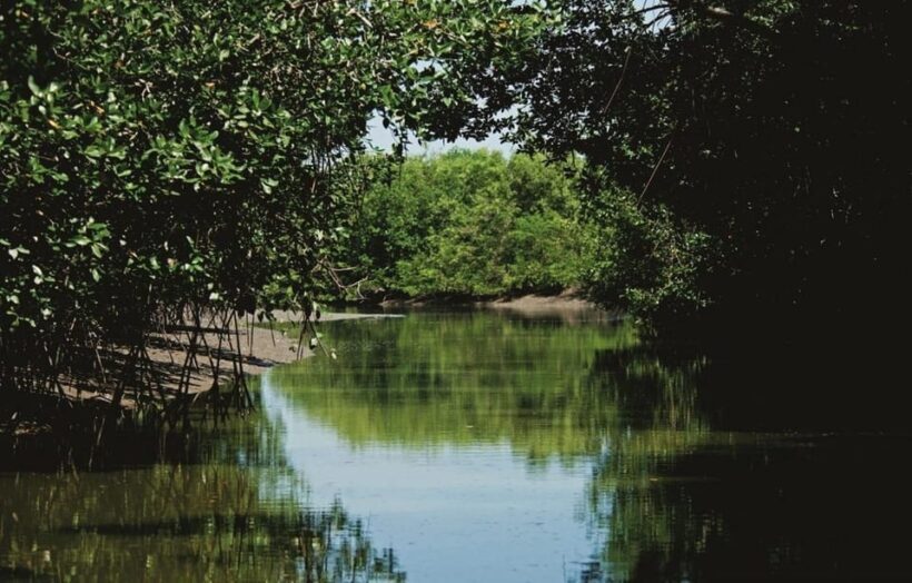 From Mancora: National Sanctuary of the Mangroves - Tumbes - Return to Mancora