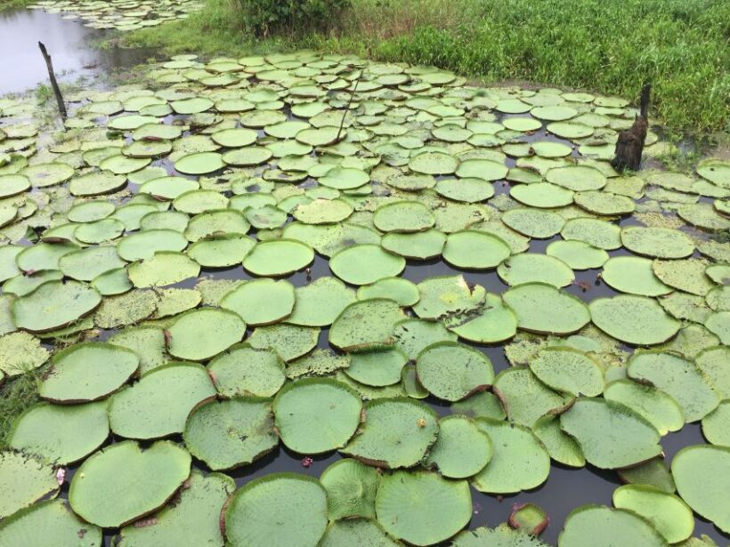 From Manuas: Full-Day River Tour - FAQs