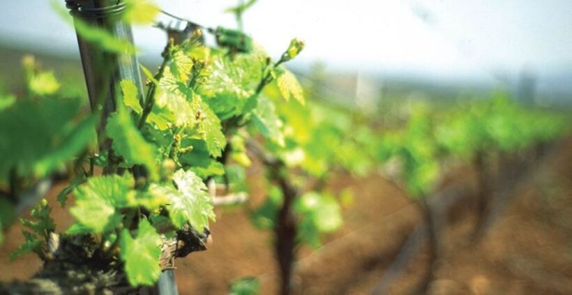 From Marbella: Axarquia Wine Tour with Wine Pairing Lunch - FAQ