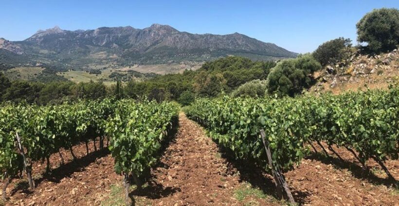 From Marbella: Classic Ronda Tour, 2 winery visits & lunch - Key Points