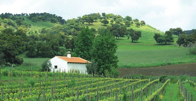 From Marbella: Classic Ronda Tour, 2 winery visits & lunch - Exploring the Day in Detail