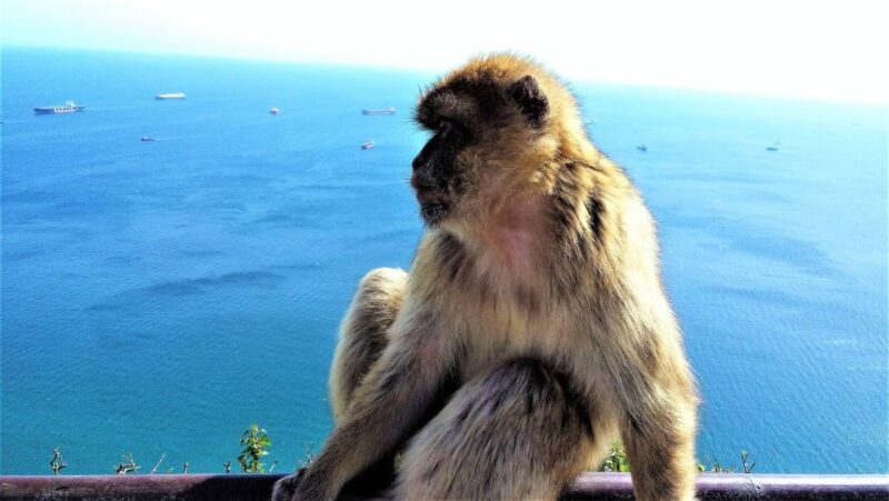 From Marbella: Guided Private Trip to Gibraltar and Estepona - Who Should Consider This Tour?