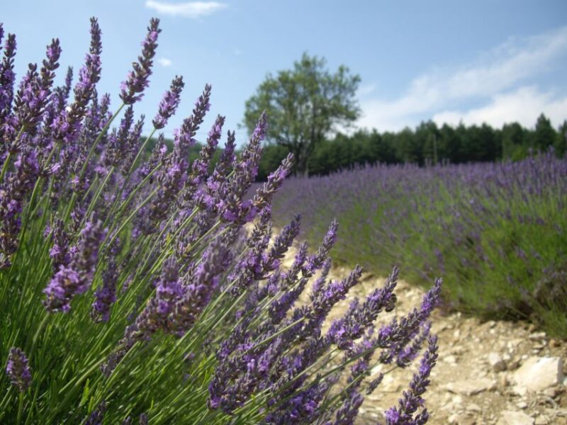 From Marseille Cruise Port : Valensole Lavender - What’s Included and What’s Not