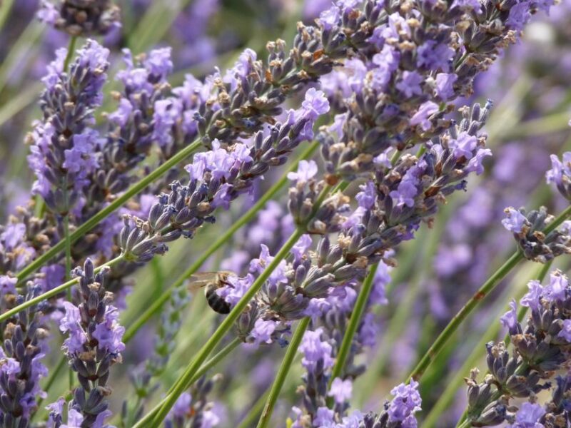 From Marseille Cruise Port : Valensole Lavender - FAQ