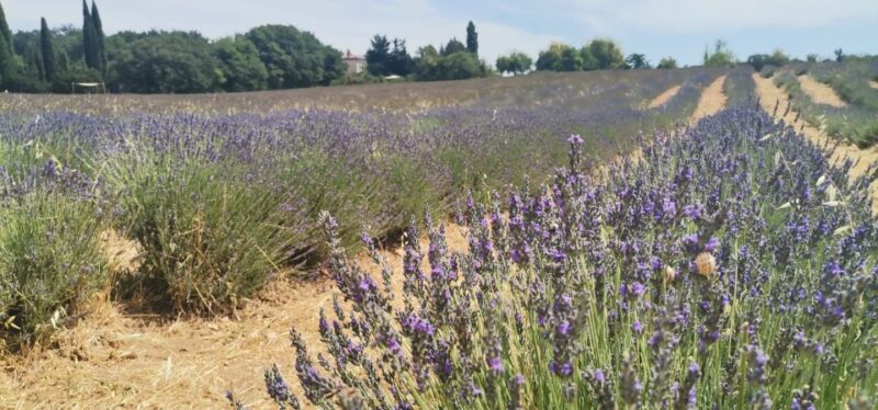 From Marseille: Customizable Private Day Tour of Provence - The Itinerary Breakdown