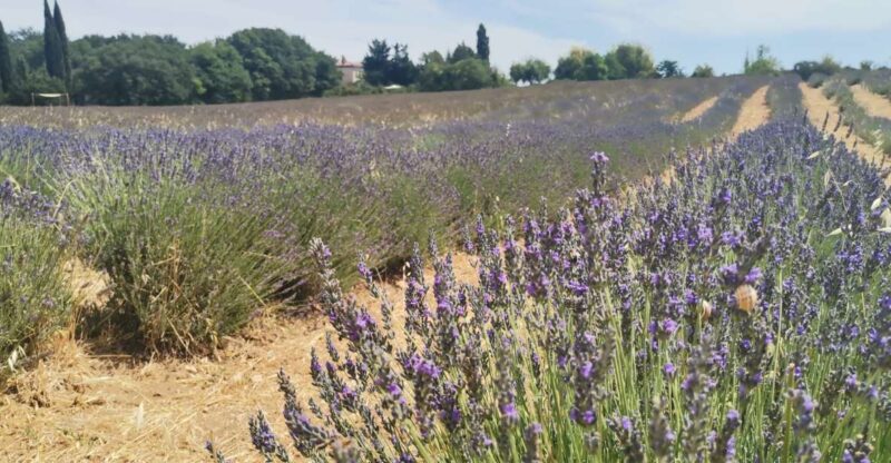 From Marseille: Customizable Private Day Tour of Provence - What Travelers Can Expect