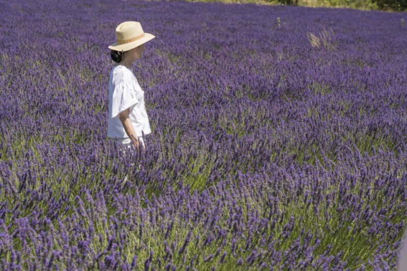 From Marseille: Lavender Full-Day Trip to Sault - A Detailed Look at the Lavender Full-Day Tour