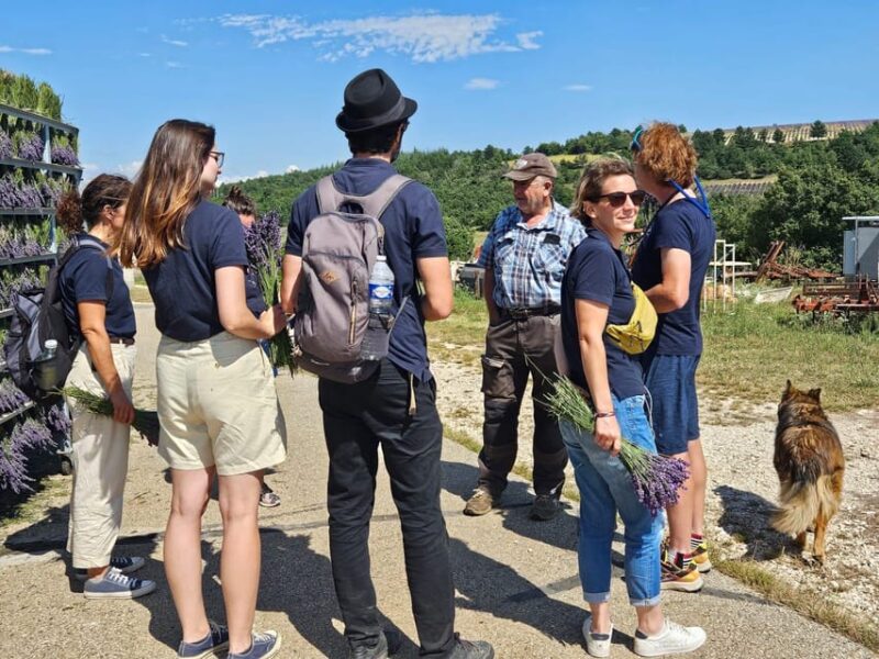 From Marseille: Lavender Full-Day Trip to Sault - Final Thoughts