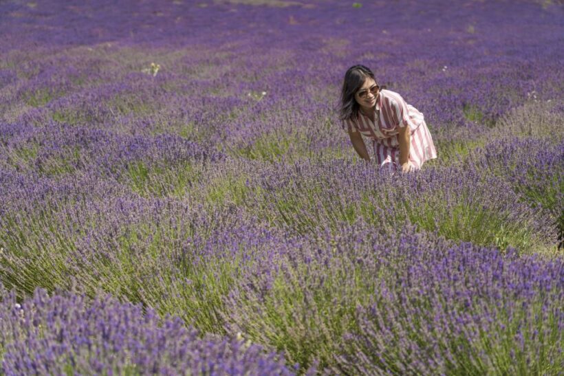 From Marseille: Valensole Lavender Full-Day tour - Getting to the Heart of Provence’s Lavender Fields