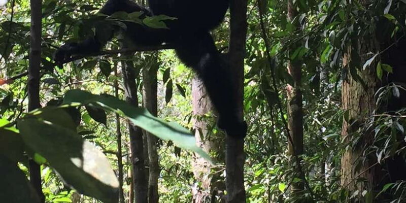 From Medan: 4 day tour to Bukit Lawang incl. jungle trek - An In-Depth Look at the Bukit Lawang Jungle Tour