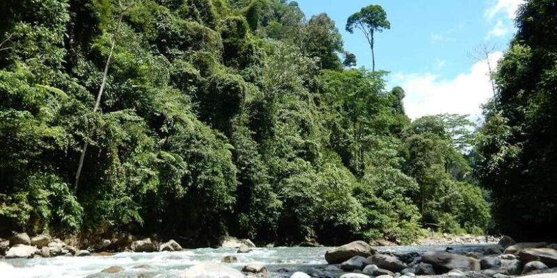 From Medan: 4 day tour to Bukit Lawang incl. jungle trek - Analyzing the Value and Practicality