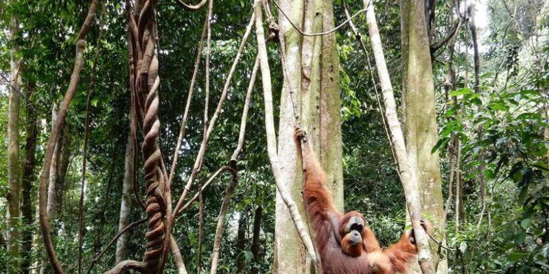 From Medan: 4 day tour to Bukit Lawang incl. jungle trek - Final Thoughts: Who Will Love This Tour?