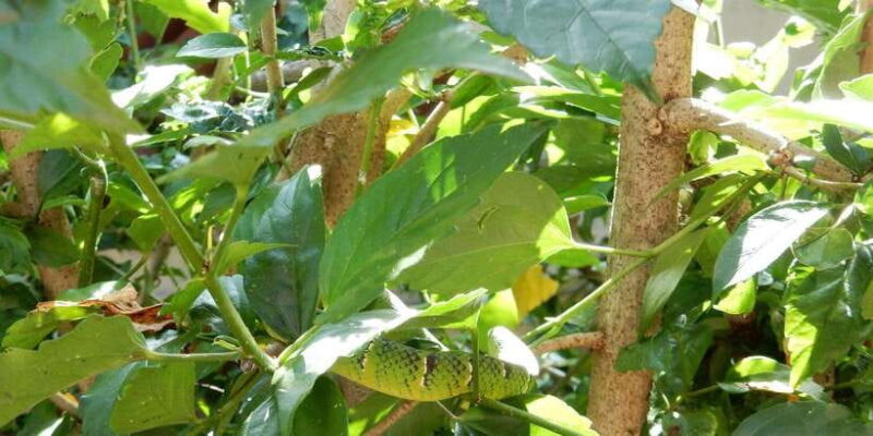 From Medan: 4 day tour to Bukit Lawang incl. jungle trek - Frequently Asked Questions