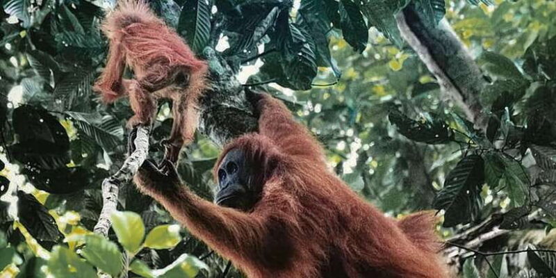 From Medan : 6 Hours Trekking for Orang Utan at Mount Leuser - Key Points