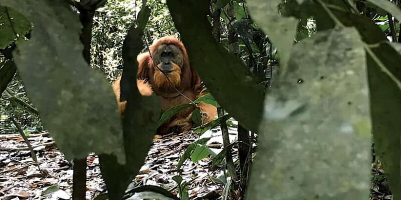 From Medan : 6 Hours Trekking for Orang Utan at Mount Leuser - Trekking in Mount Leuser National Park