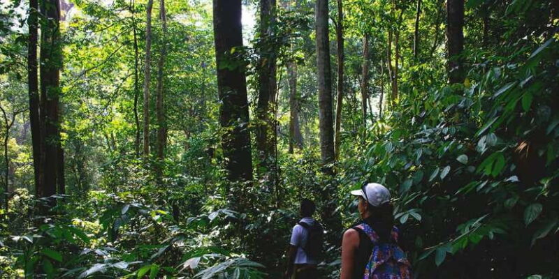 From Medan : 6 Hours Trekking for Orang Utan at Mount Leuser - Lunch in the Jungle