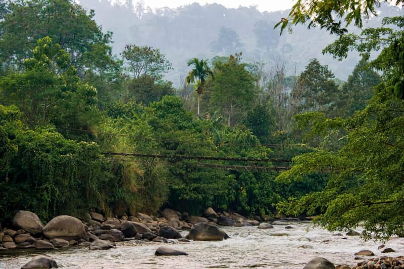 From Medan : 6 Hours Trekking for Orang Utan at Mount Leuser - End of the Day and Return to Medan