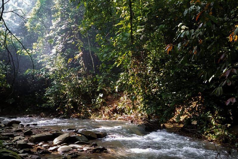 From Medan : 6 Hours Trekking for Orang Utan at Mount Leuser - Who Will Love This Tour?