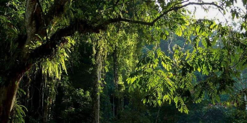 From Medan : 6 Hours Trekking for Orang Utan at Mount Leuser - Frequently Asked Questions