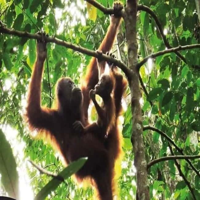 From Medan: Magnificent View & Jungle Trekking in Sumatra - Key Points