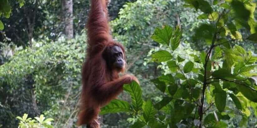 From Medan: Magnificent View & Jungle Trekking in Sumatra - Discovering Bukit Lawang and Mount Leuser National Park