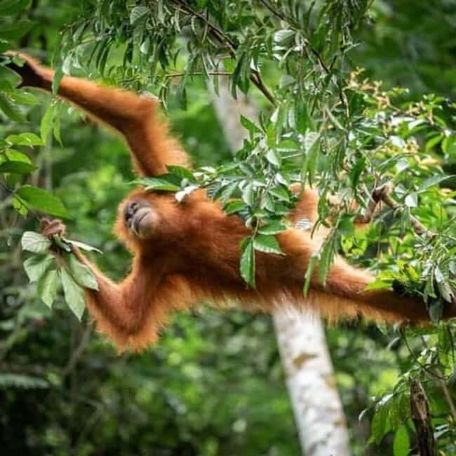 From Medan: Magnificent View & Jungle Trekking in Sumatra - Sleeping Overnight in the Rainforest
