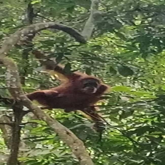 From Medan: Magnificent View & Jungle Trekking in Sumatra - Local Cuisine and Cultural Touches