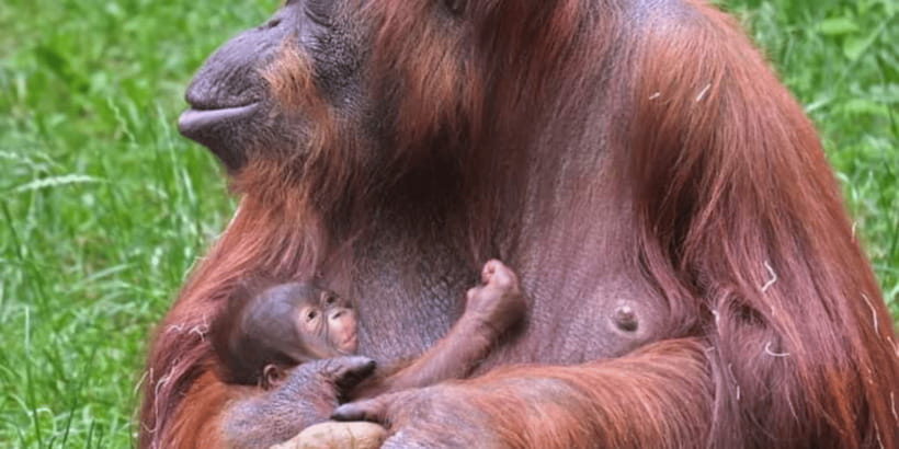 From Medan: Magnificent View & Jungle Trekking in Sumatra - Practical Details