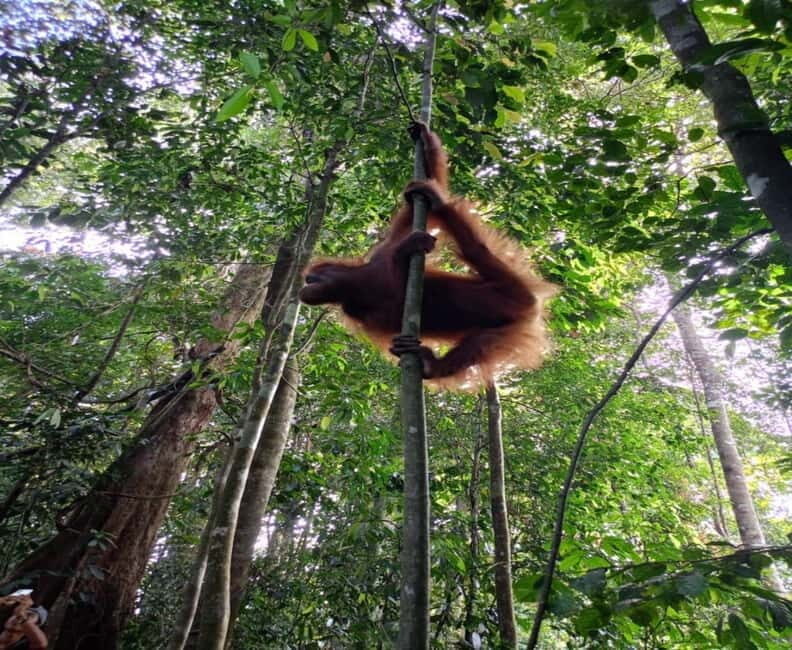 From Medan: Magnificent View & Jungle Trekking in Sumatra - Authentic Experiences and Authentic Encounters
