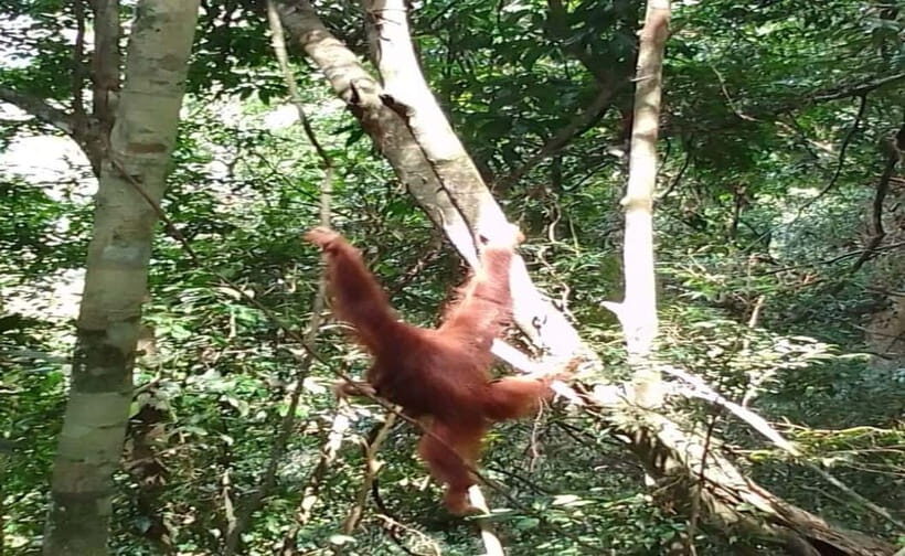From Medan: Magnificent View & Jungle Trekking in Sumatra - Who Will Love This Tour?