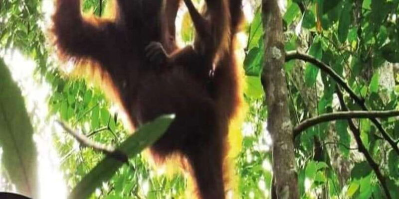 From Medan: Magnificent View & Jungle Trekking in Sumatra - Key Points