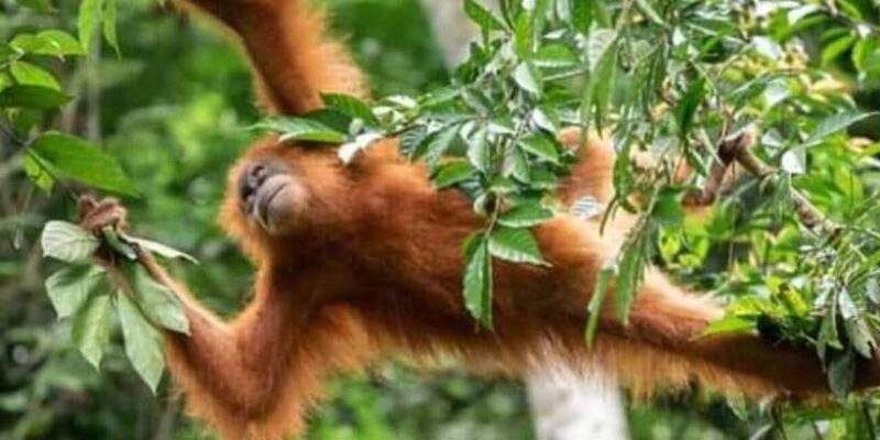 From Medan: Magnificent View & Jungle Trekking in Sumatra - Final Thoughts: Who Will Love This Tour?