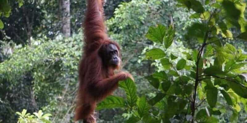 From Medan: Magnificent View & Jungle Trekking in Sumatra - Frequently Asked Questions