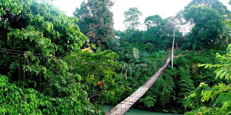 From Medan: Mount Leuser National Park Full-Day Trip - Key Points