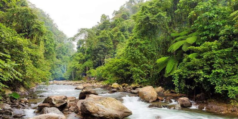 From Medan: Mount Leuser National Park Full-Day Trip - Final Thoughts: Who Will Love This Tour?