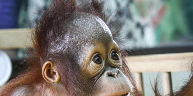 From Medan: Mount Leuser National Park Full-Day Trip - FAQ