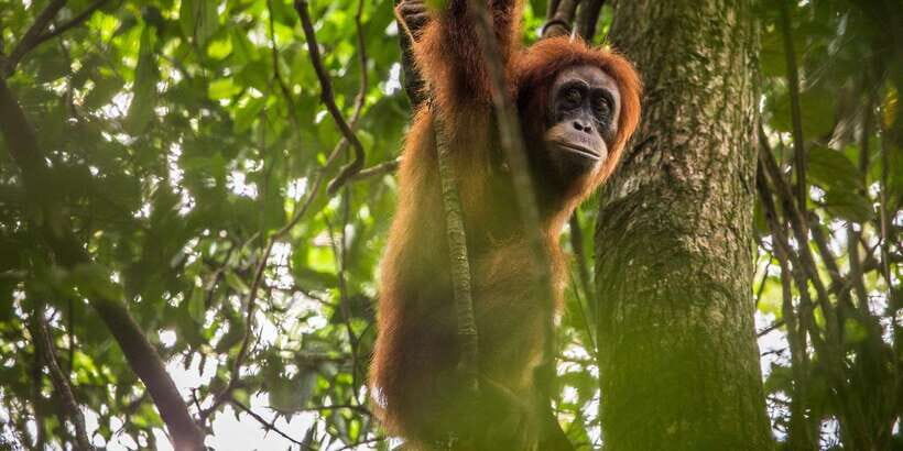 From Medan: Mount Leuser National Park Orang Utan Trip - Wildlife Encounters: The Real Reward