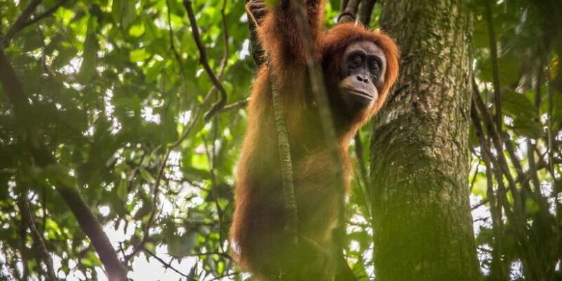 From Medan: Mount Leuser National Park Orang Utan Trip - Key Points