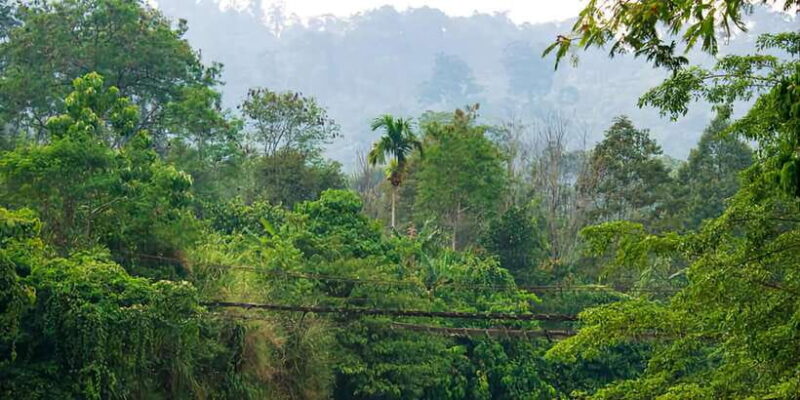 From Medan: Mount Leuser National Park Orang Utan Trip - Arrival in Bukit Lawang and Orangutan Care Center Visit