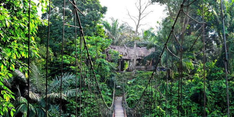 From Medan: Mount Leuser National Park Orang Utan Trip - Wildlife Viewing and Orangutan Encounter