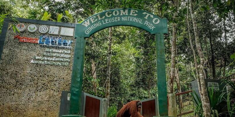From Medan: Mount Leuser National Park Orang Utan Trip - Return and Drop-off